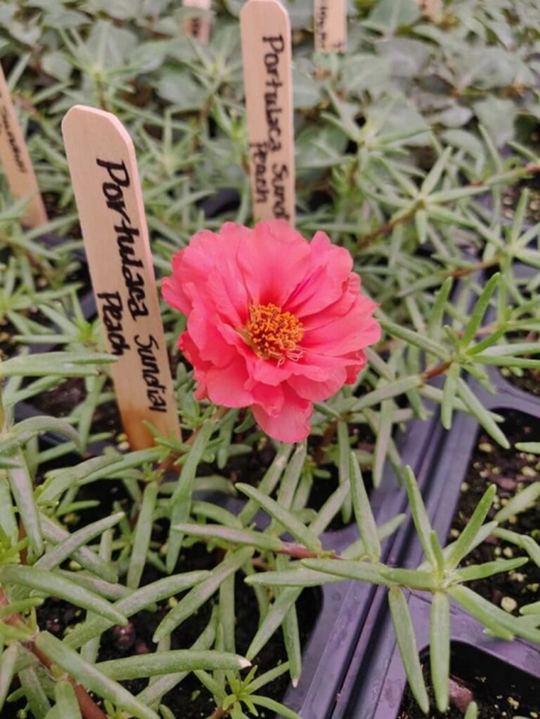 29 Stunning Portulaca Varieties That Brighten Every Garden