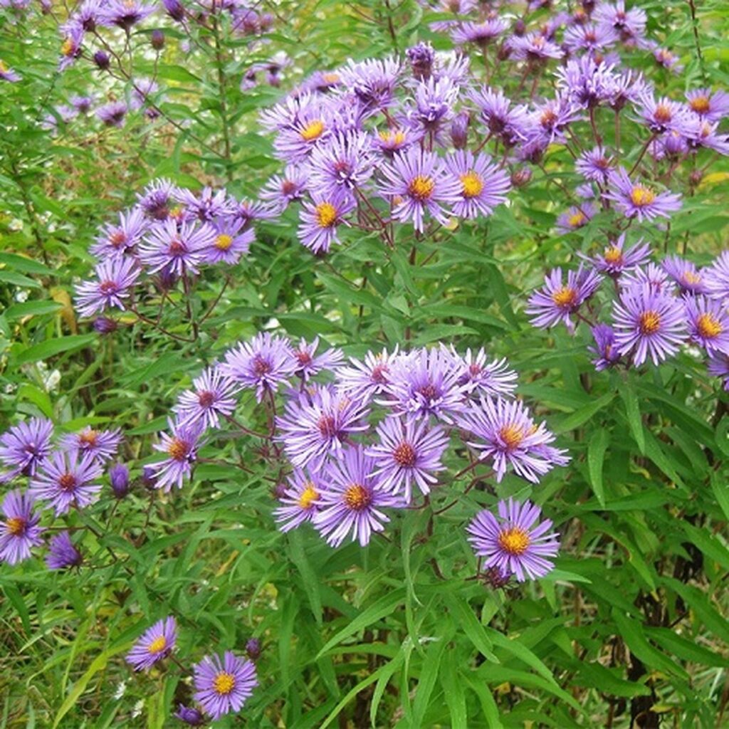 26 Gorgeous Illinois Native Plants for Your Dreamy Garden