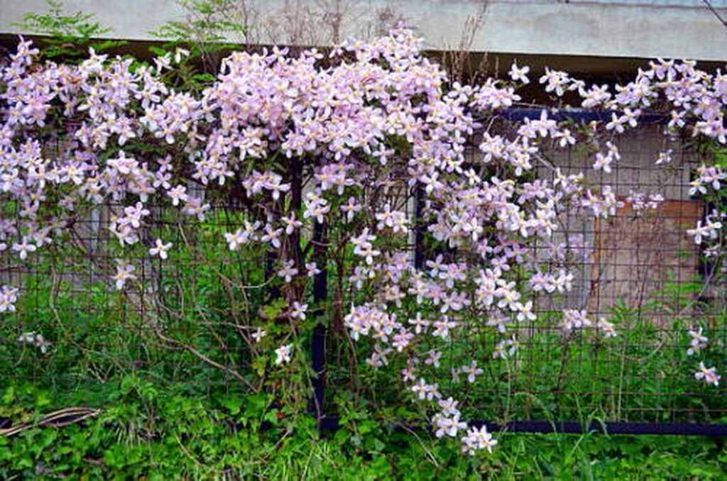 27 Stunning Ideas with Clematis in the Garden to Inspire You