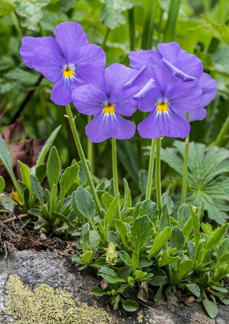 22 Beautiful Greek Flowers to Brighten Your Garden Today