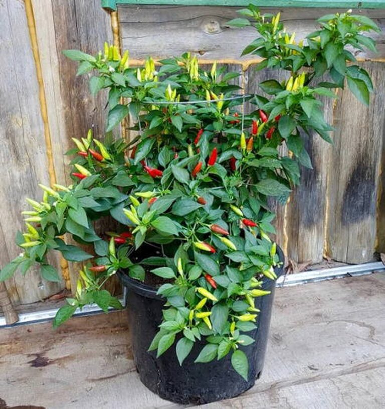 20 Stunning Peppers That Grow Upwards for Garden Magic