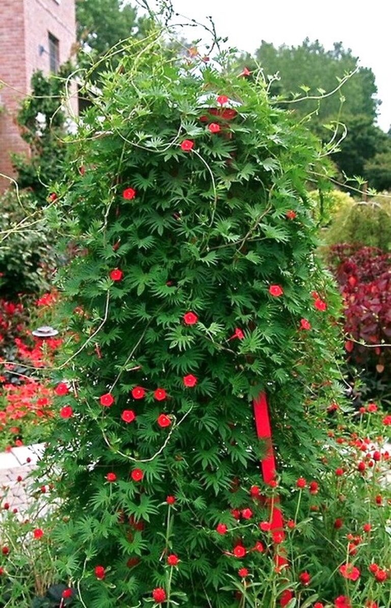53 Gorgeous Flowering Vines and Climbers for Garden & Containers