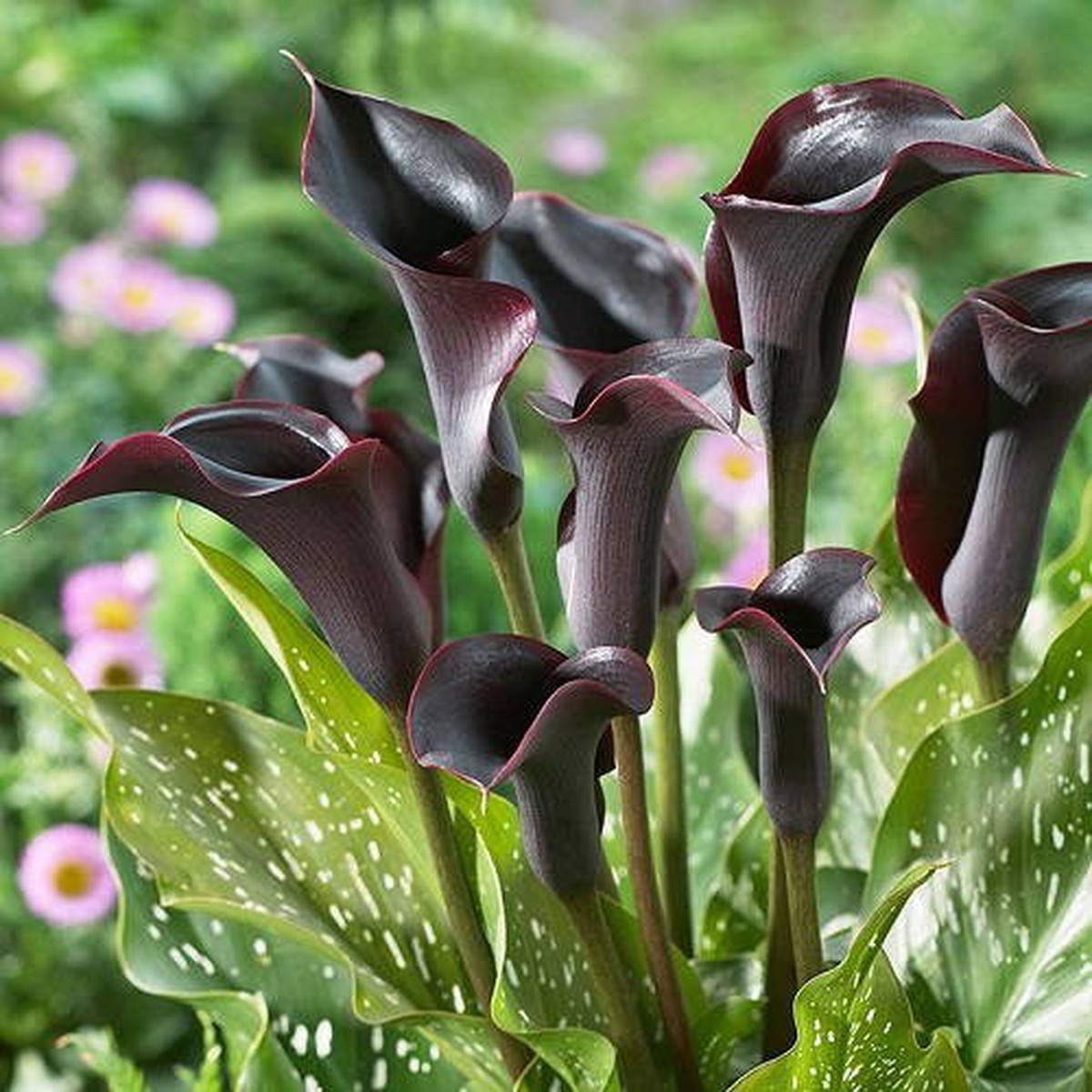 14 Beautiful Black Calla Lily Varieties That Amaze Every Time