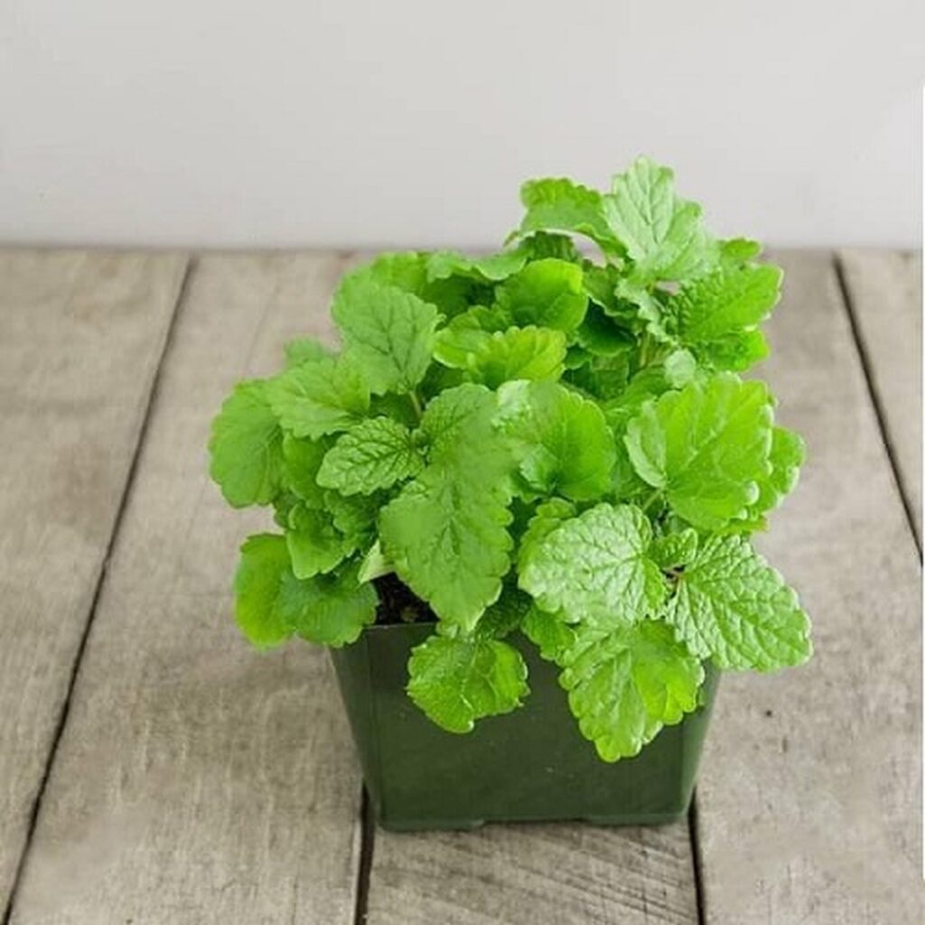 9 Easy-to-Grow Herbs with Shallow Roots for Small Pots That Thrive
