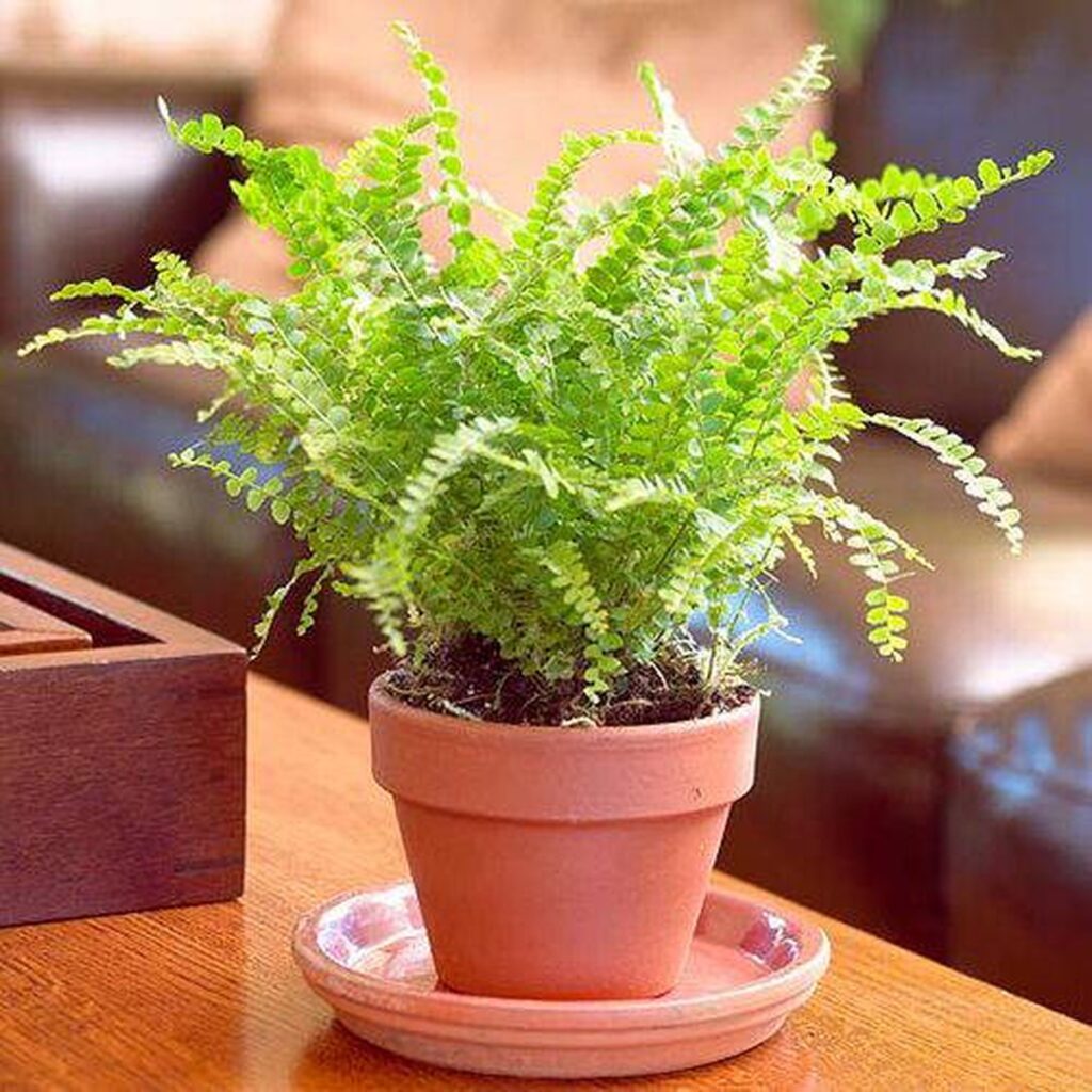 47 Most Beautiful Ferns To Grow That Thrive In Containers