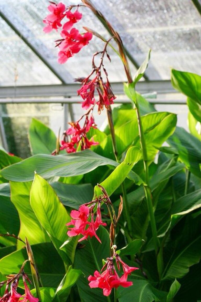 30 Stunning Types of Canna Lily Varieties for Garden Paradise