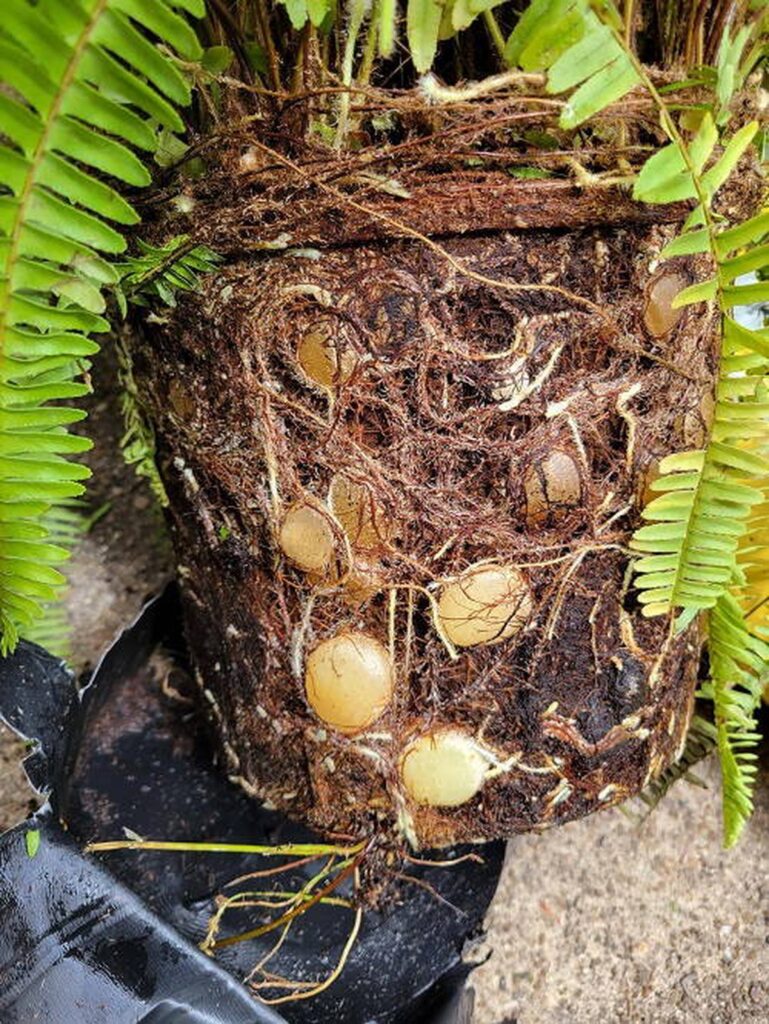 10 Must-Known Edible Ferns for Your Tasty Meals