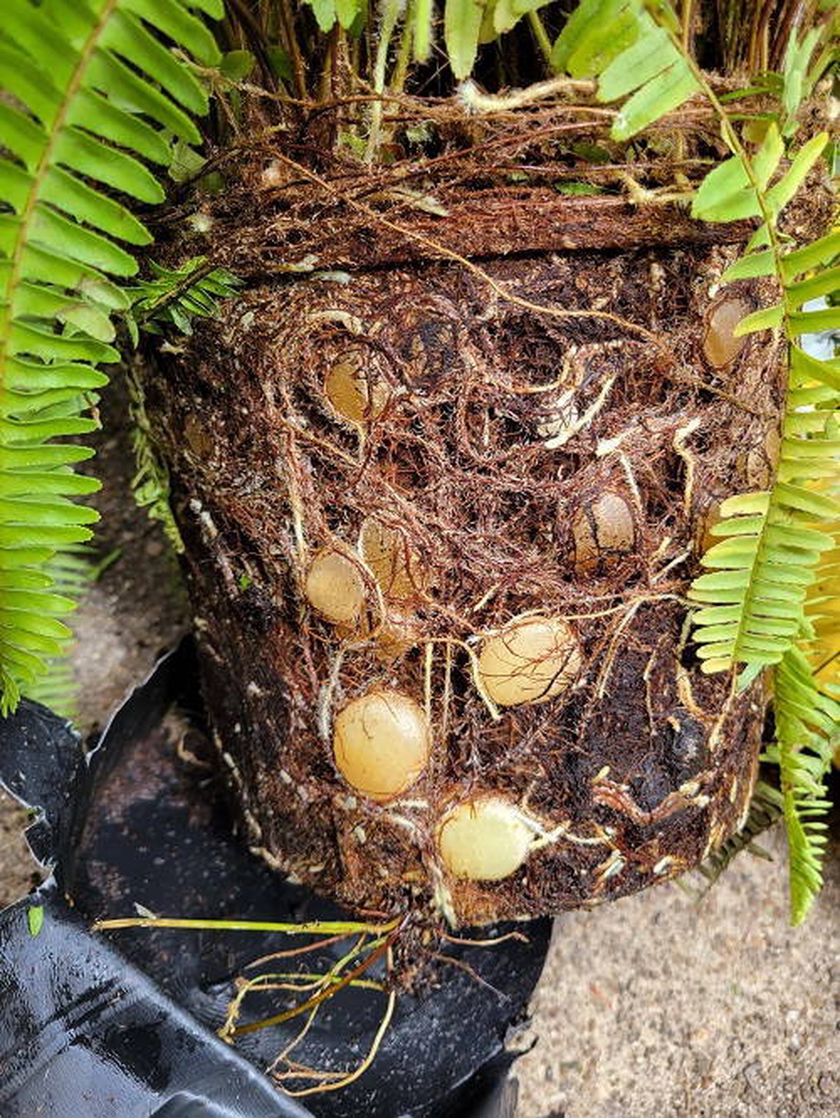 10 Must-Known Edible Ferns for Your Tasty Meals