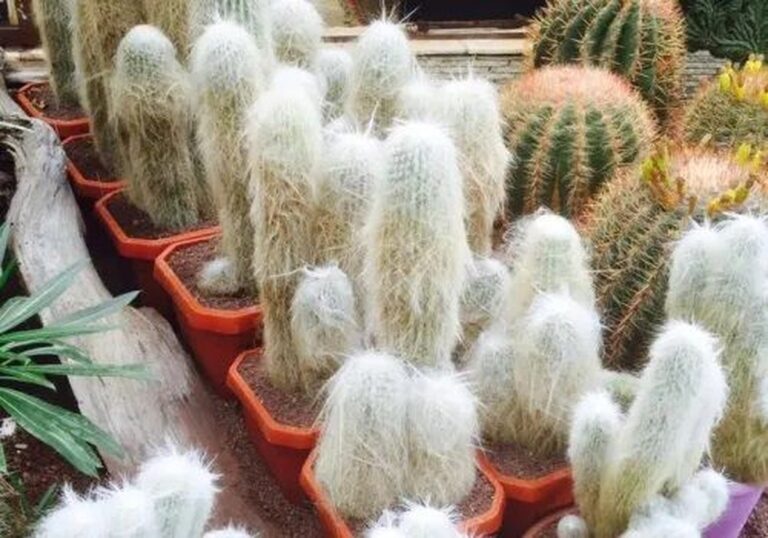 28 Stunning Rare Cactus Plants to Transform Your Home Garden