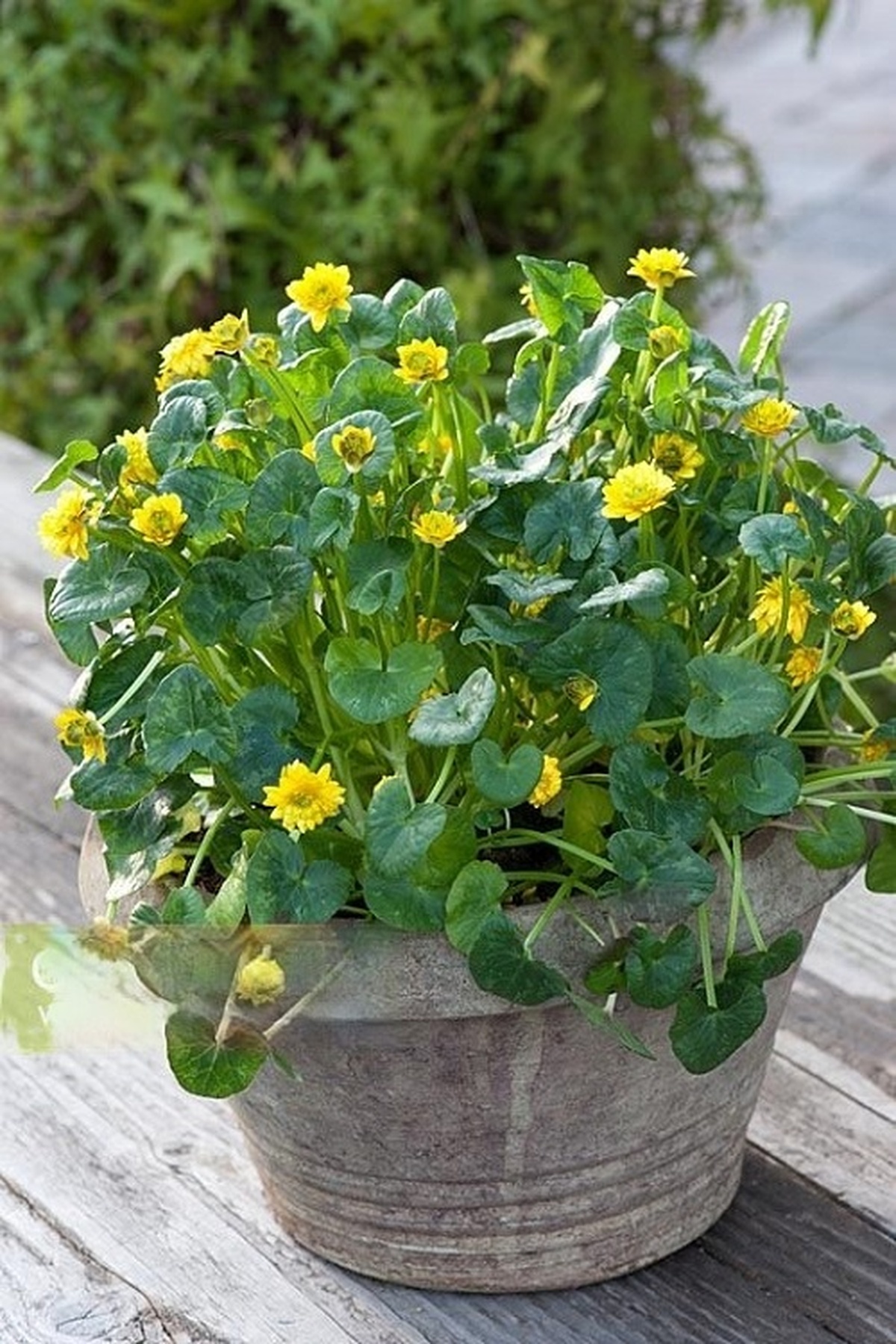 13 Gorgeous Spring Flowers in Michigan to Brighten Your Garden