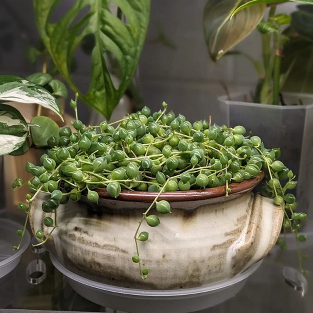 17 Simple & Beautiful Plants for Shallow Pots That Thrive