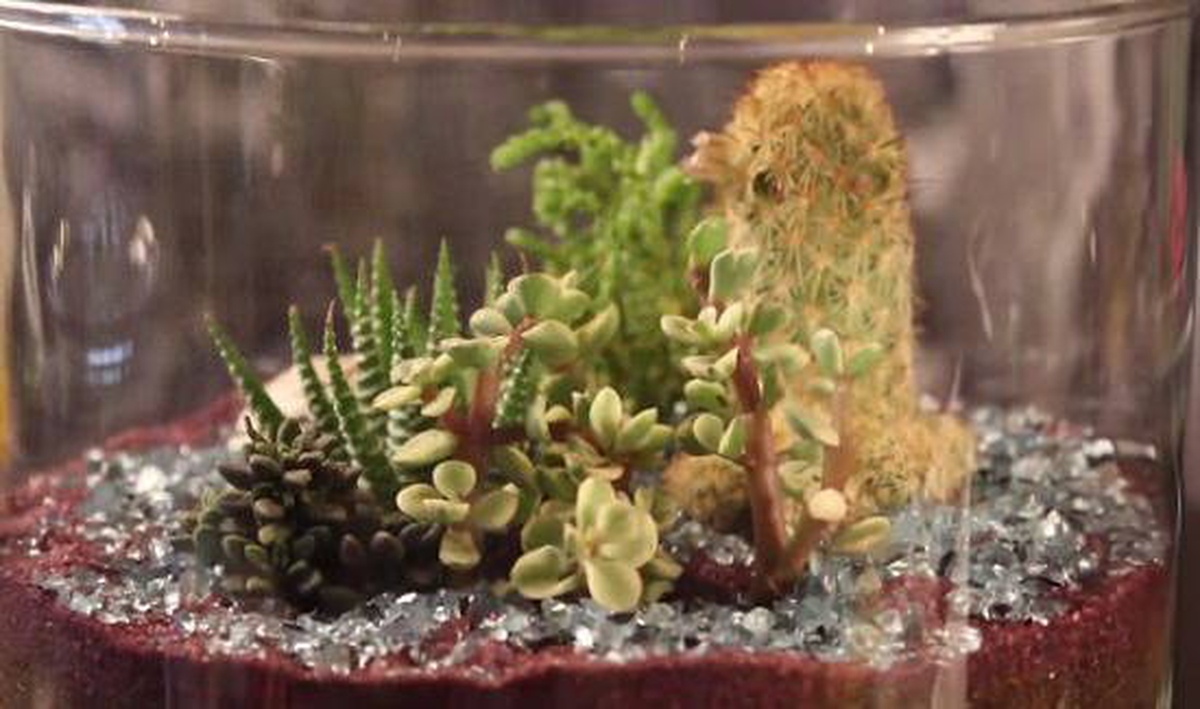 7 Simple Steps to Make a Totally Adorable DIY Desert Terrarium