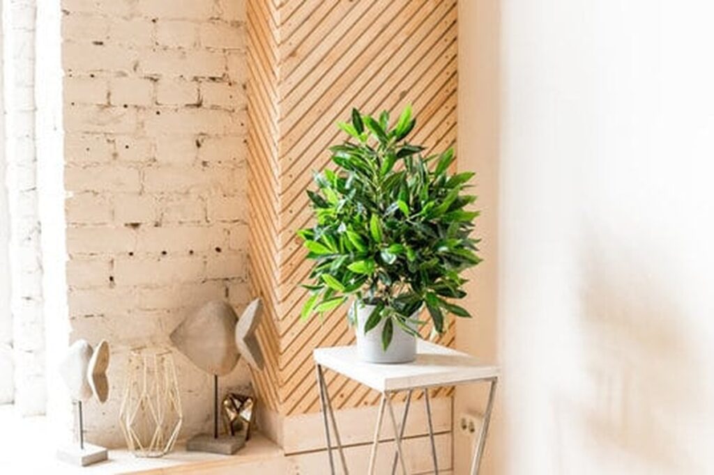 20 Charming Table Decorating Ideas with Small Potted Houseplants