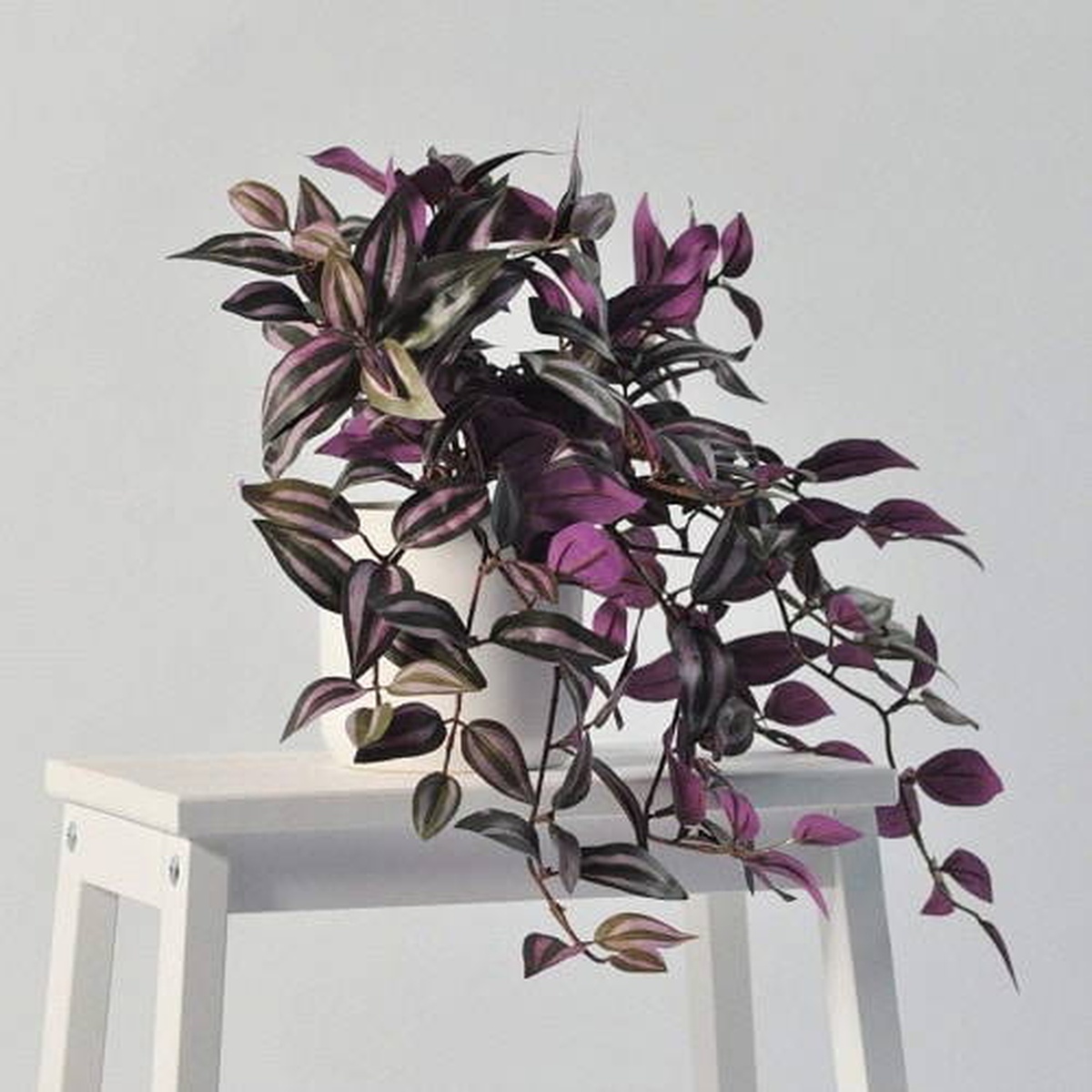8 Enchanting Purple Vines to Beautify Your Home Garden