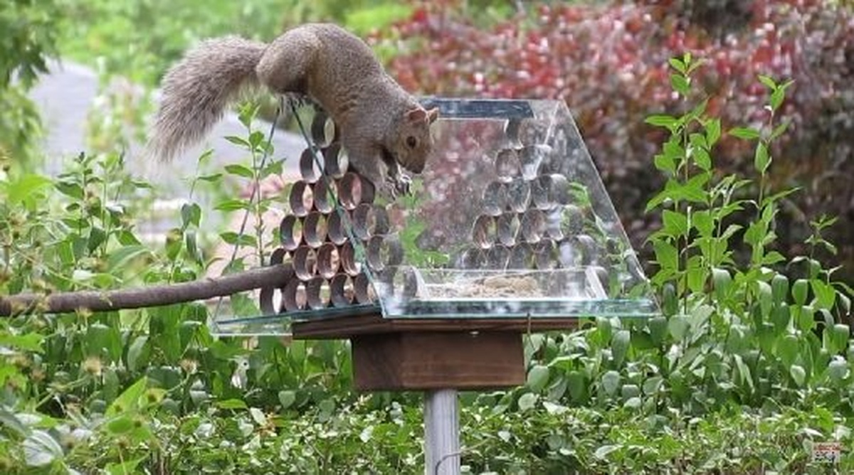8 Clever DIY Squirrel Proof Bird Feeder Ideas That Actually Work
