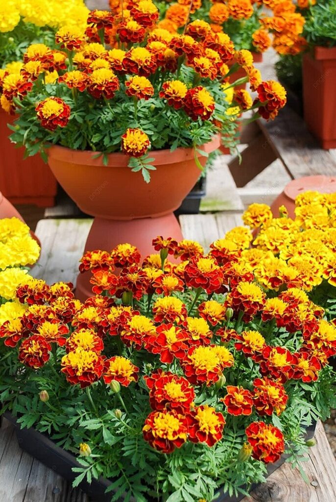 23 Beautiful Flowers That Mean Healing for a Comforting Touch