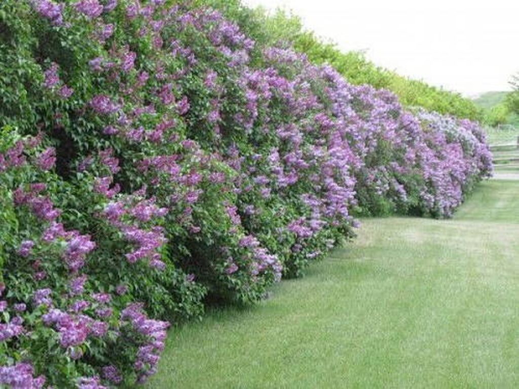 27 Speedy Privacy Shrubs That Transform Your Garden Fast