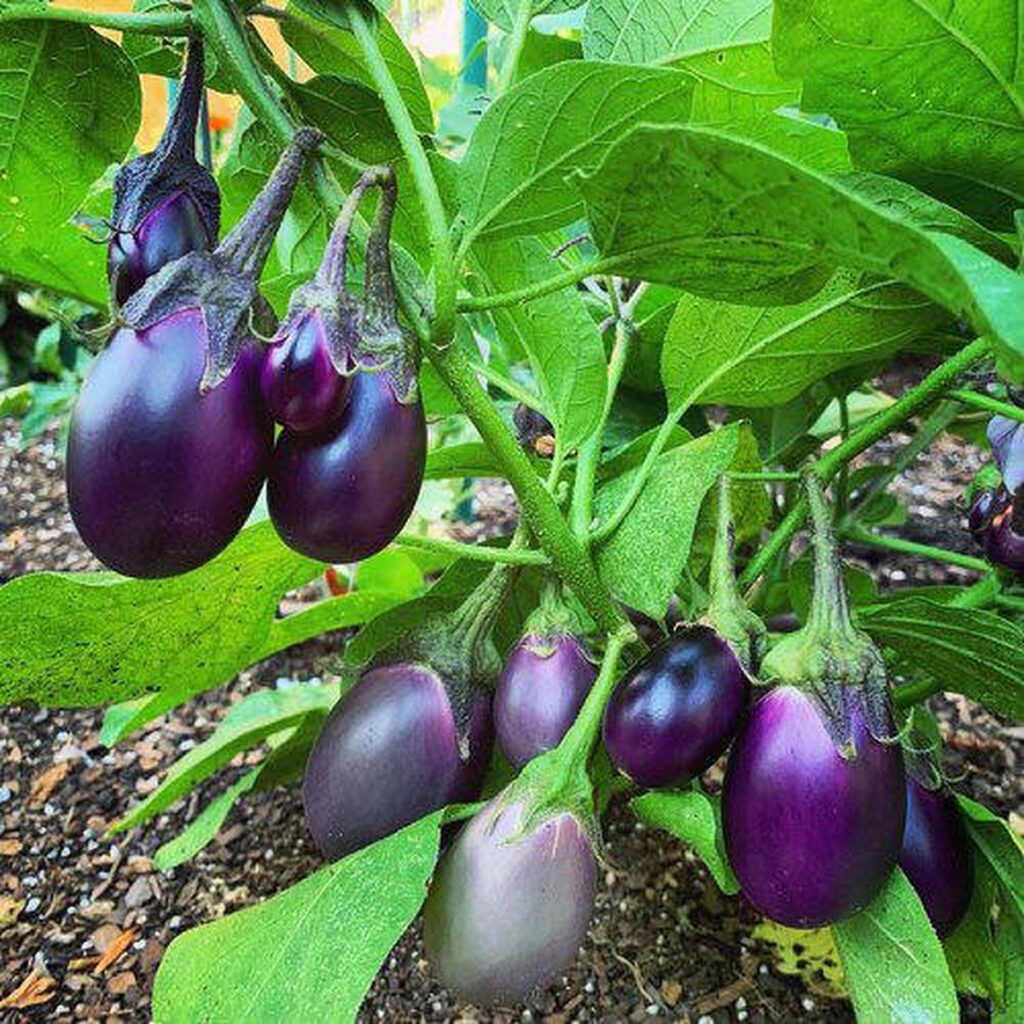 19 Gorgeous Colorful Vegetables to Brighten Your Garden Today