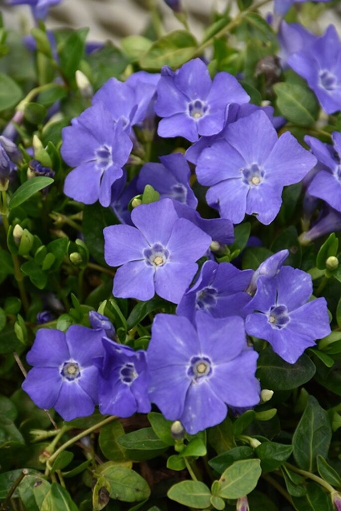 15 Types of Vincas to Brighten Your Garden