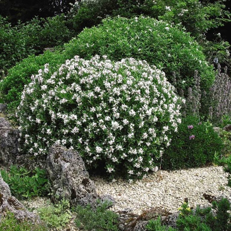 21 Beautiful Bushes and Shrubs with Small White Fragrant Flowers
