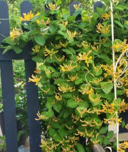 12 Stunning Vines & Climbers with Yellow Flowers to Brighten Your Garden