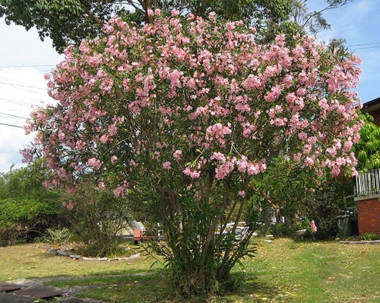 14 Ideal Pink Flowering Trees in Florida to Explore