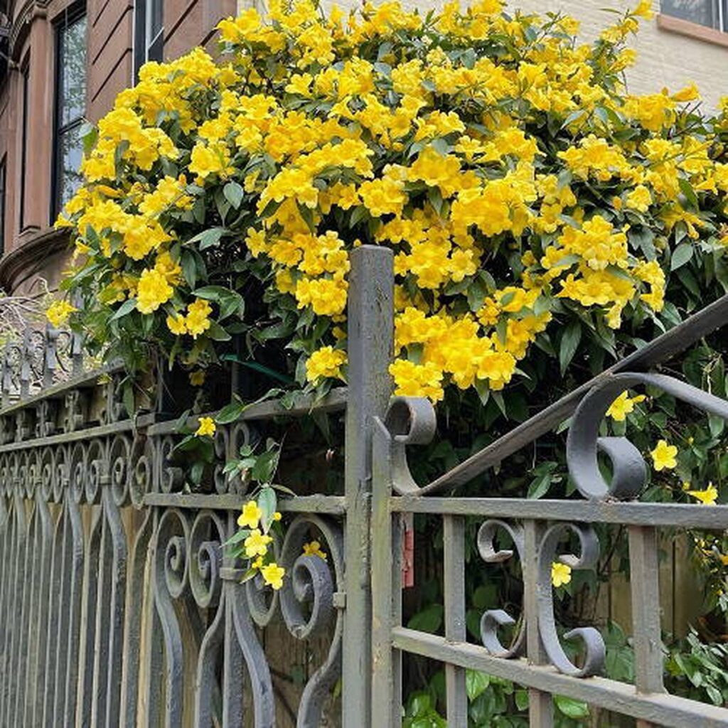 12 Stunning Vines & Climbers with Yellow Flowers to Brighten Your Garden