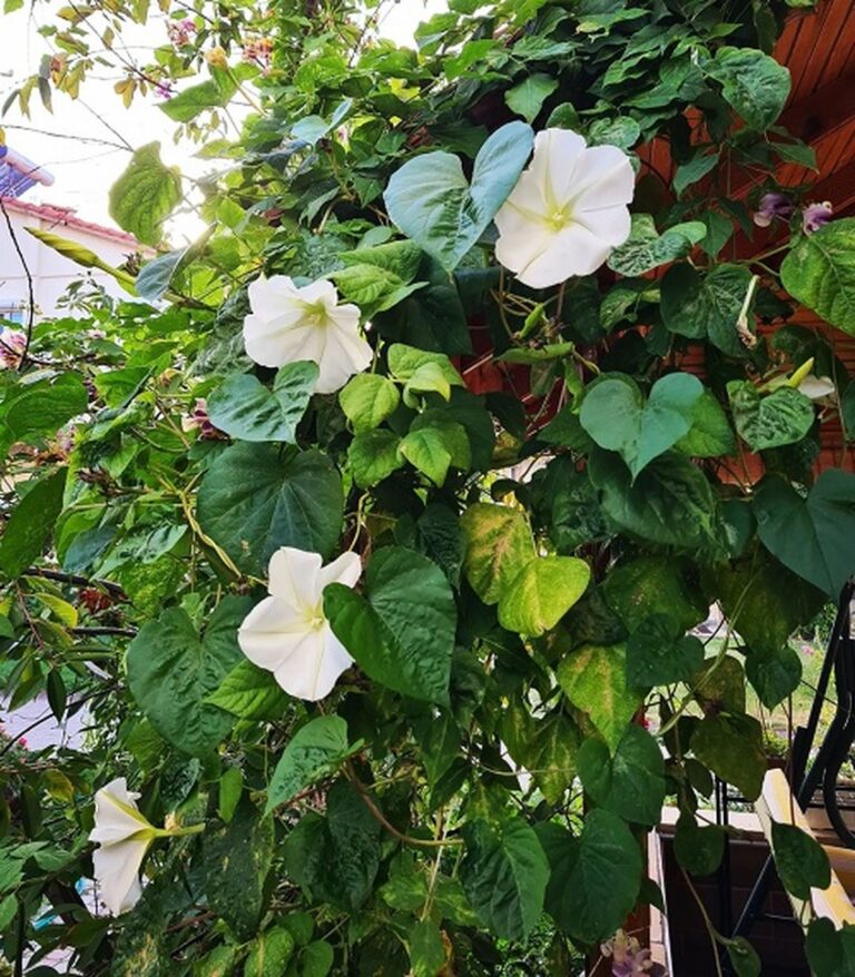 18 Enchanting Night-Blooming Flowers That Light Up the Dark