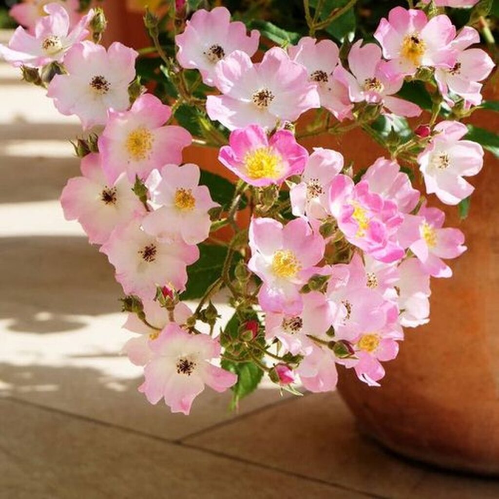 26 Beautiful Shade Tolerant Roses for Your Garden Hideaway