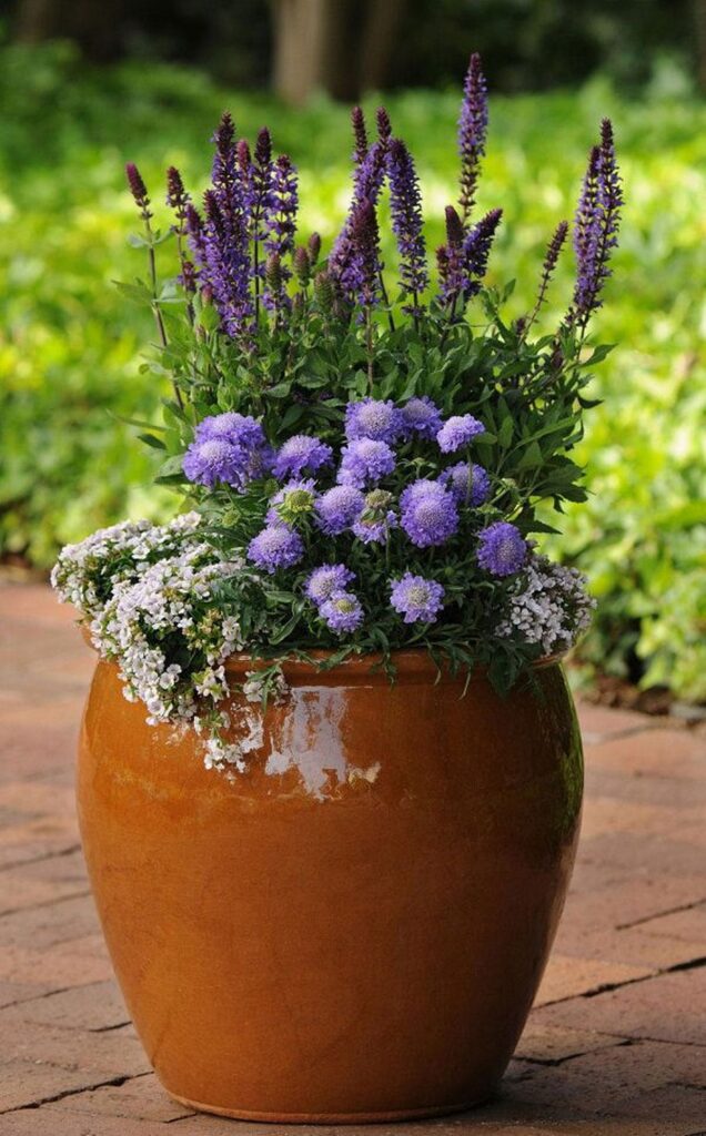 36 Stunning Blue Flowers That Thrive Beautifully in Containers
