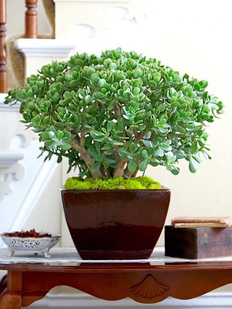 14 Charming Dwarf Tree-Like Houseplants for Cozy Home Spaces
