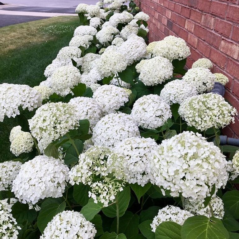 25 Beautiful Annabelle Flowers Ideas for Your Garden Paradise