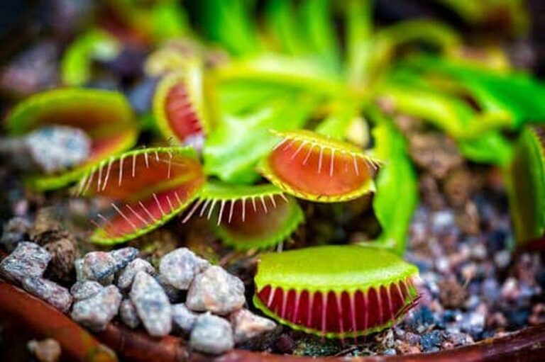 10 Greatest Magical Plants in Mythology