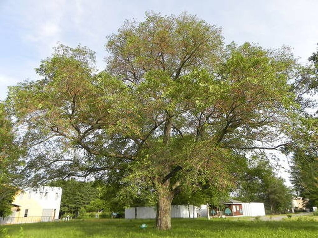 21 Beautiful Types of Elm Trees: Your Simple Identification Guide