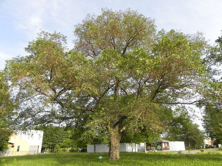 21 Beautiful Types of Elm Trees: Your Simple Identification Guide