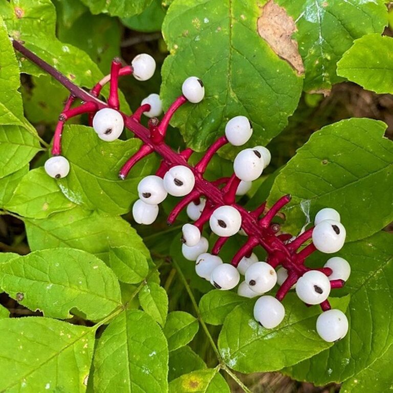 9 Stunning Flowers That Look Like Eyes to Inspire Wonder