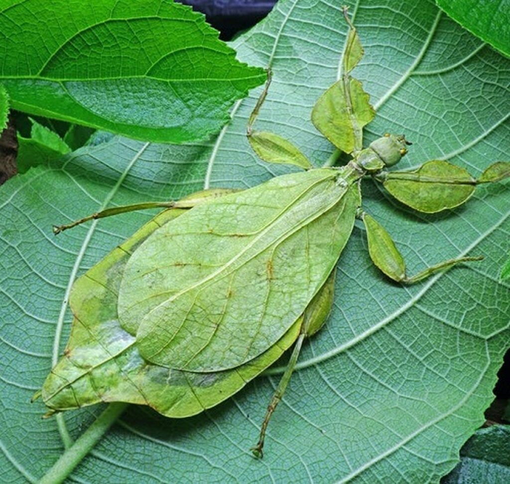 12 Fascinating Green Bugs That Look Like Leaves - Nature's Tricksters