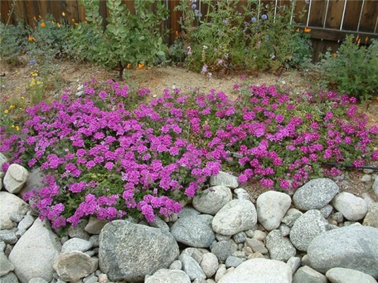 90 Amazing Desert Plants That Thrive in Dry Heat