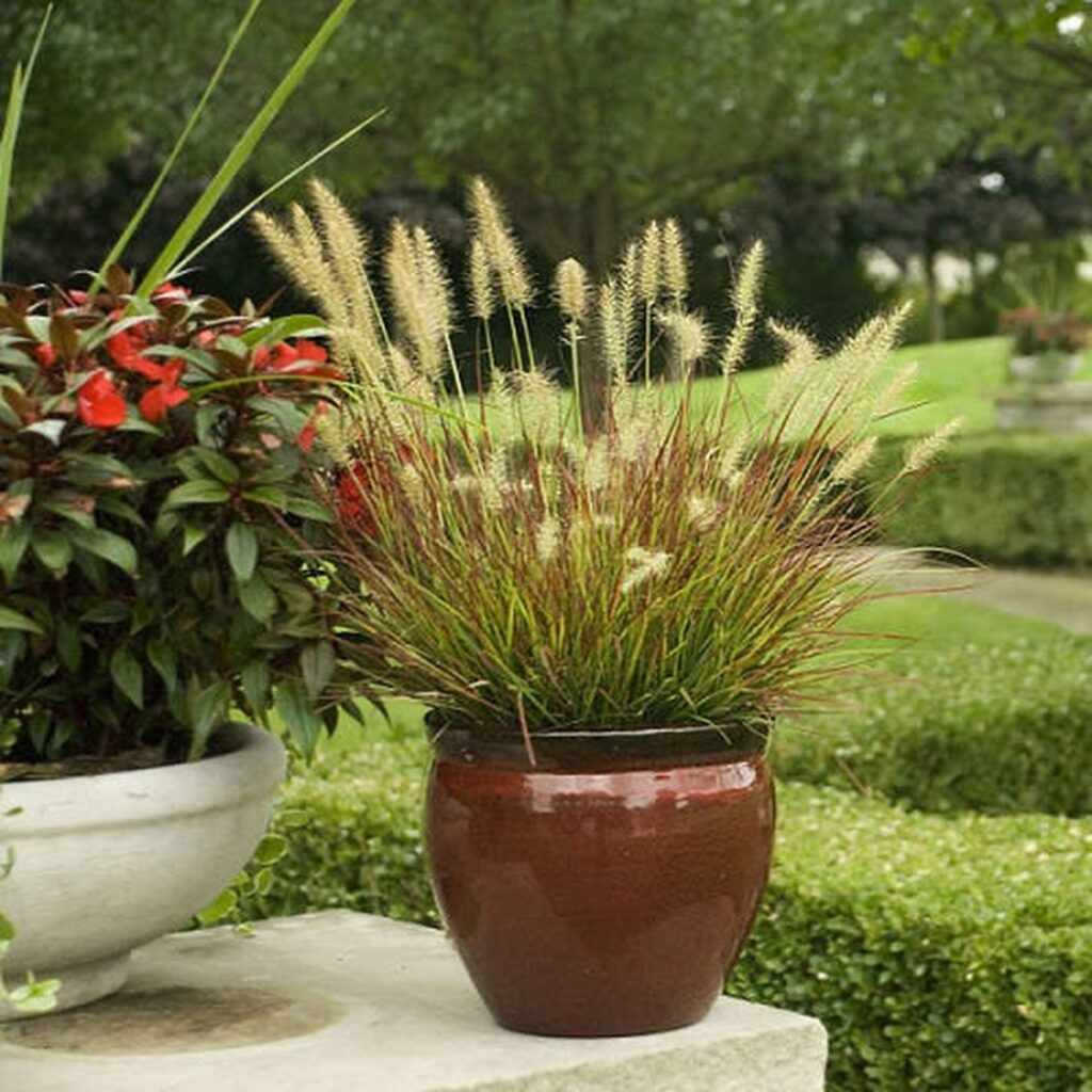 19 Beautiful Types of Fountain Grasses for Containers to Delight