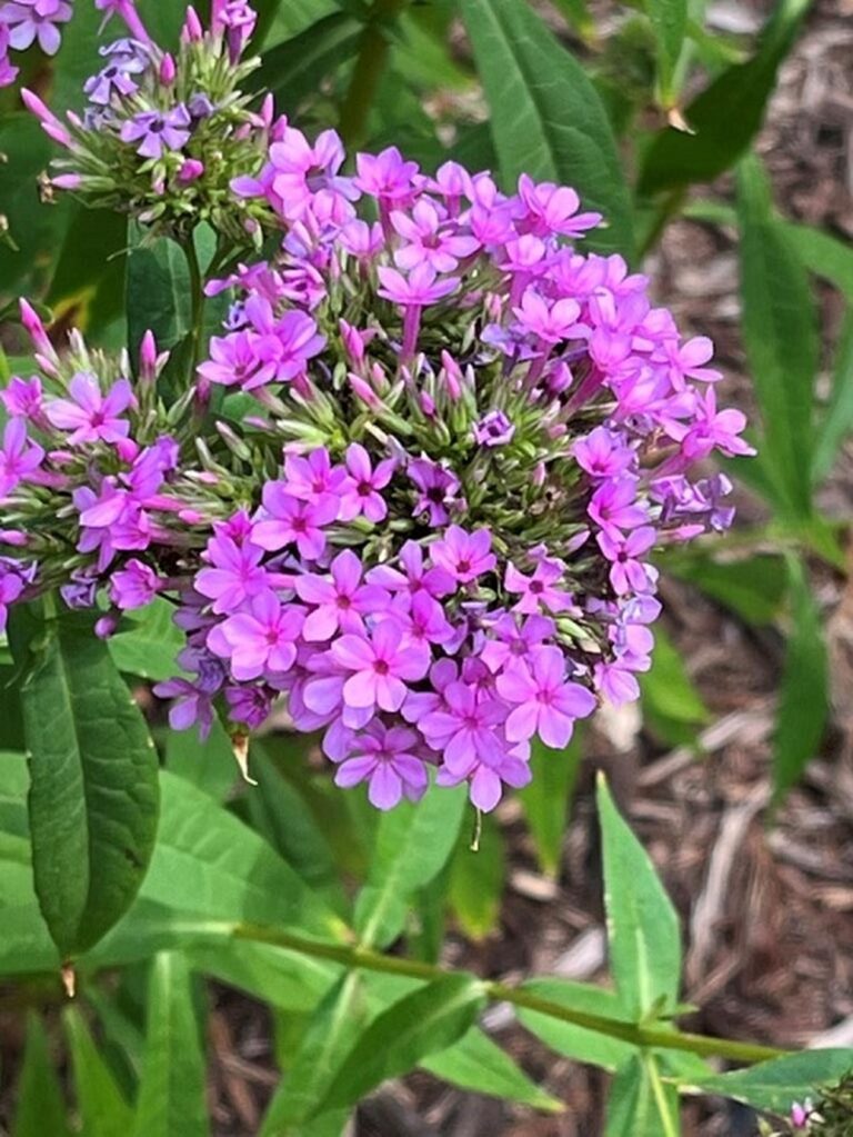 47 Beautiful Native Florida Flowers That Brighten Any Garden