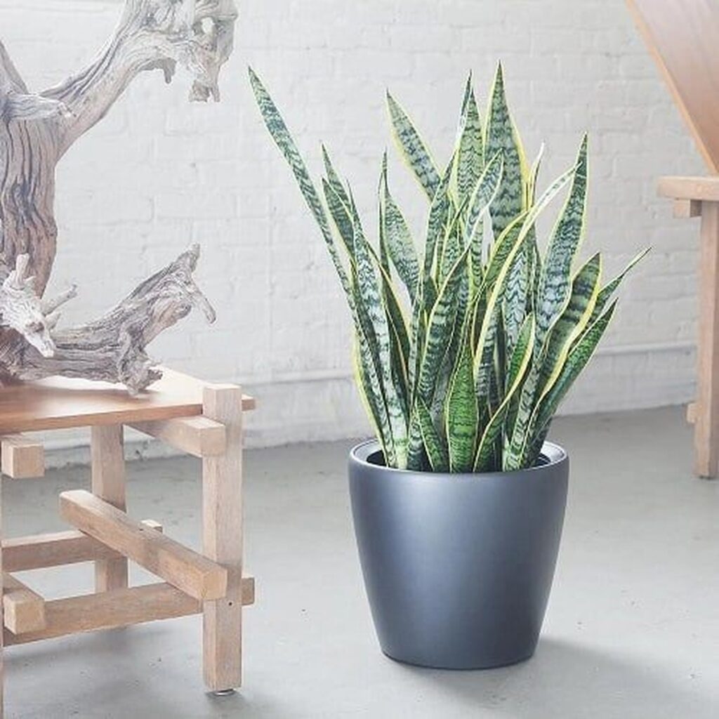 18 Calming Indoor Plants to Ease Anxiety and Depression