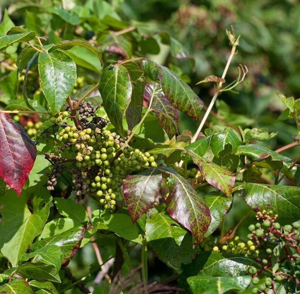 20 Exotic Weeds With Red Vines and Stems to Discover