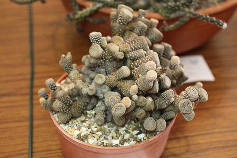 28 Stunning Rare Cactus Plants to Transform Your Home Garden