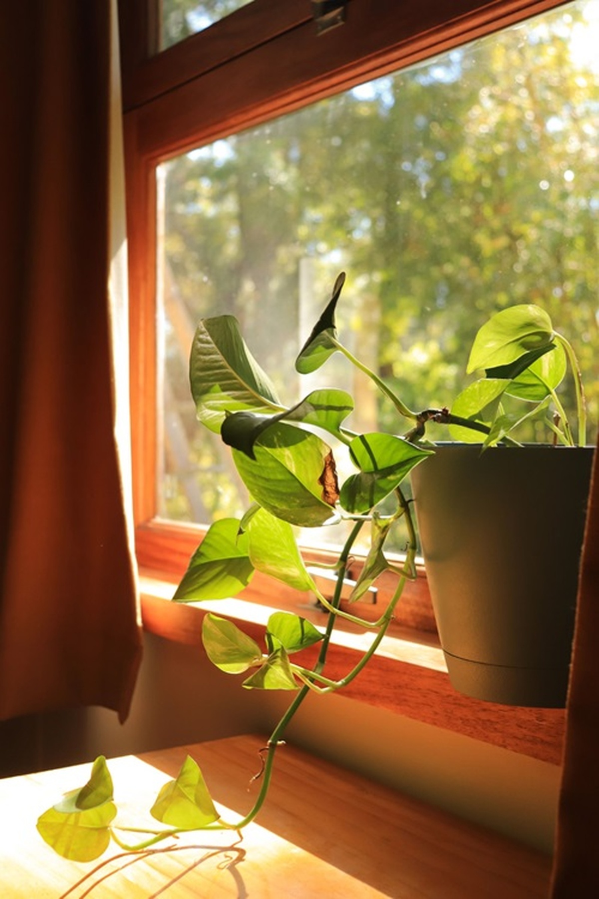 13 Common Pothos Growing Mistakes Everyone Must Avoid Today
