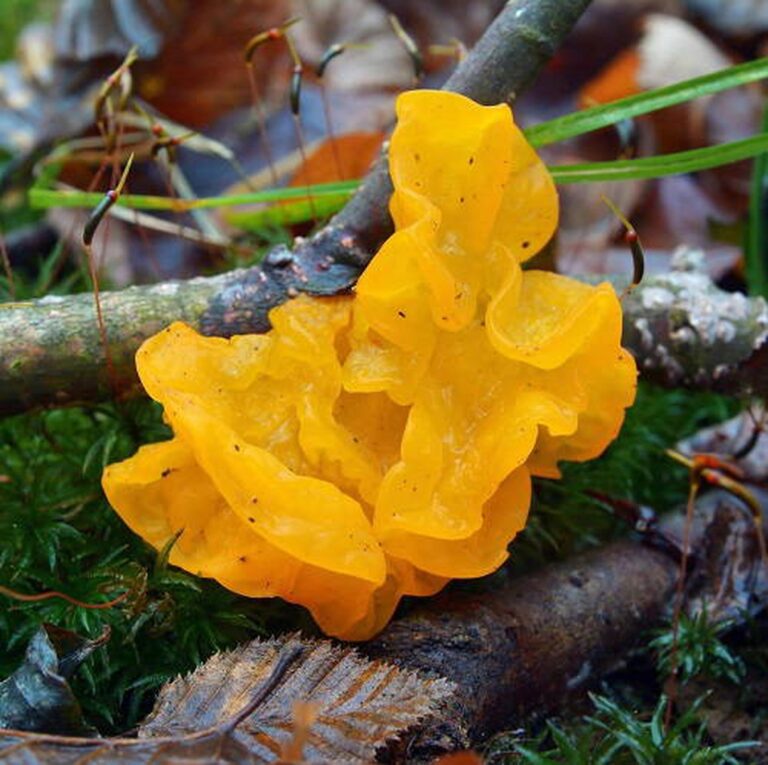 24 Quirky Plants With Bizarre Names That'll Make You Smile