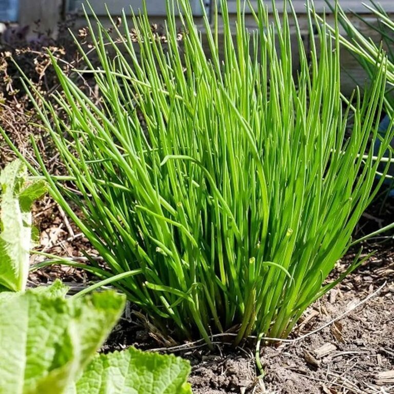 Amazing Watermelon Companion Plants (And What to Avoid!)