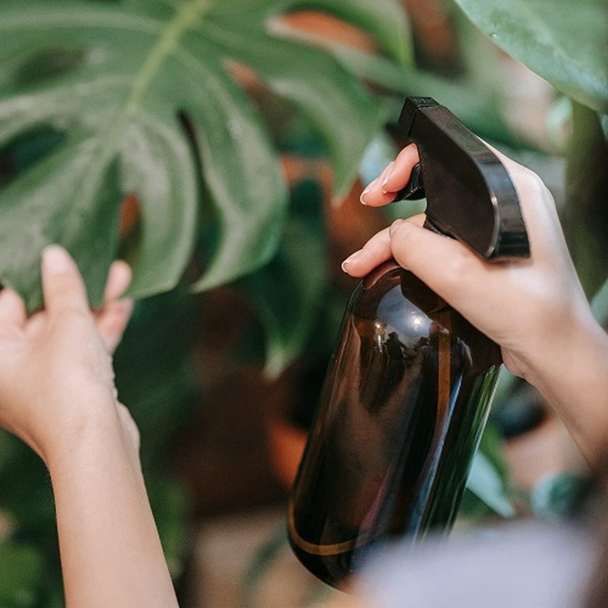 Surprising Facts About Spraying Alcohol on Plants