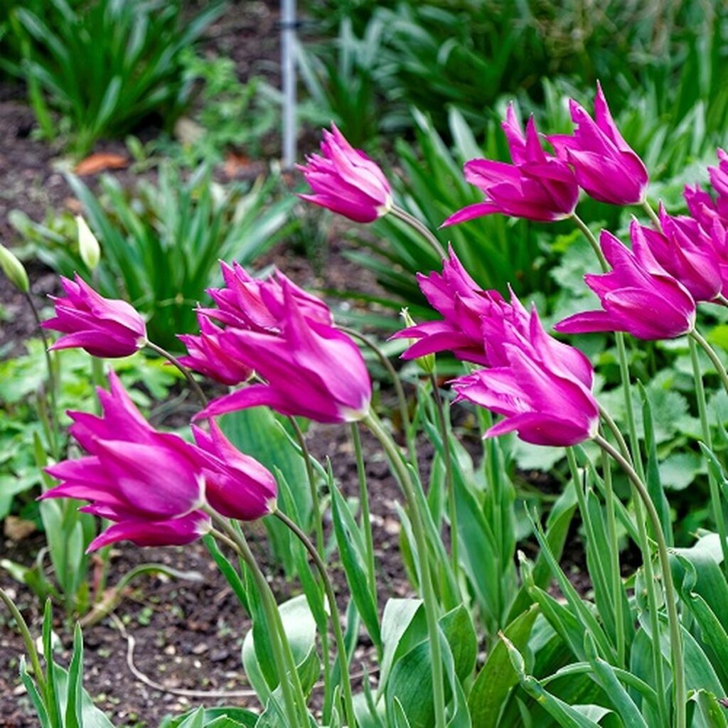 18 Stunning Purple Tulips to Beautify Your Garden