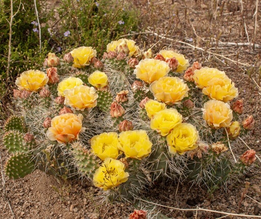 63 Beautiful Types of Yellow Wildflowers to Brighten Any Garden