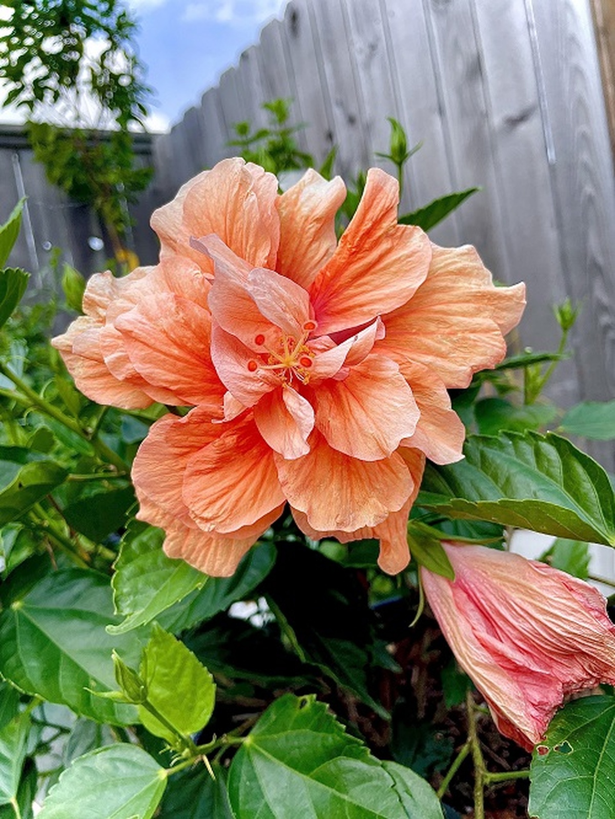 12 Stunning Peach Color Flowers to Brighten Your Garden